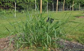 Le chiendent : une mauvaise herbe particulièrement redoutée – Blog ...